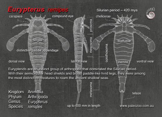 Eurypterus Remipes State Fossil Of New York